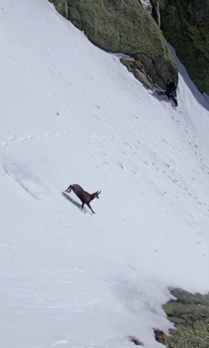 How Fast Can Deer Run Down The Cliff? - Karmactive