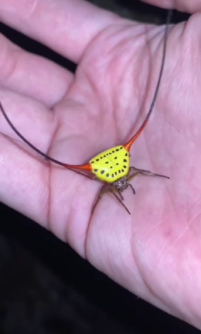 The Unique Bull Spider - Karmactive