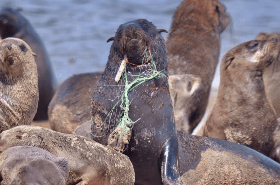 Ocean Conservation Namibia - Saving Entangled Seals - Karmactive
