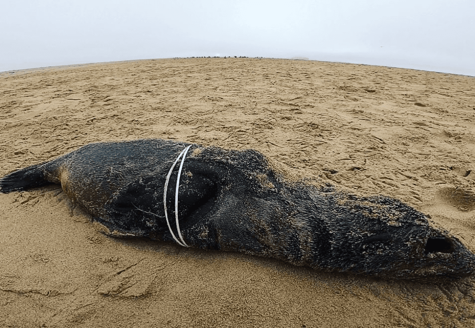 Ocean Conservation Namibia - Saving Entangled Seals - Karmactive