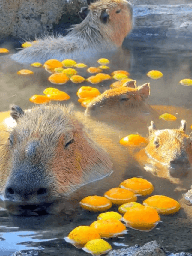 How Capybaras Relax In Japan - Karmactive