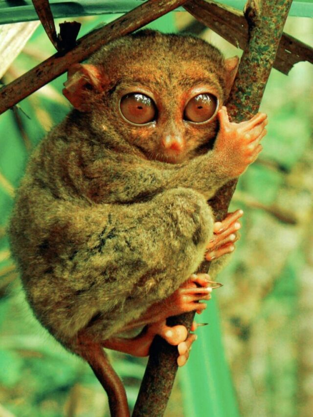 Data Deficient Species More Prone To Go Extinct Karmactive
