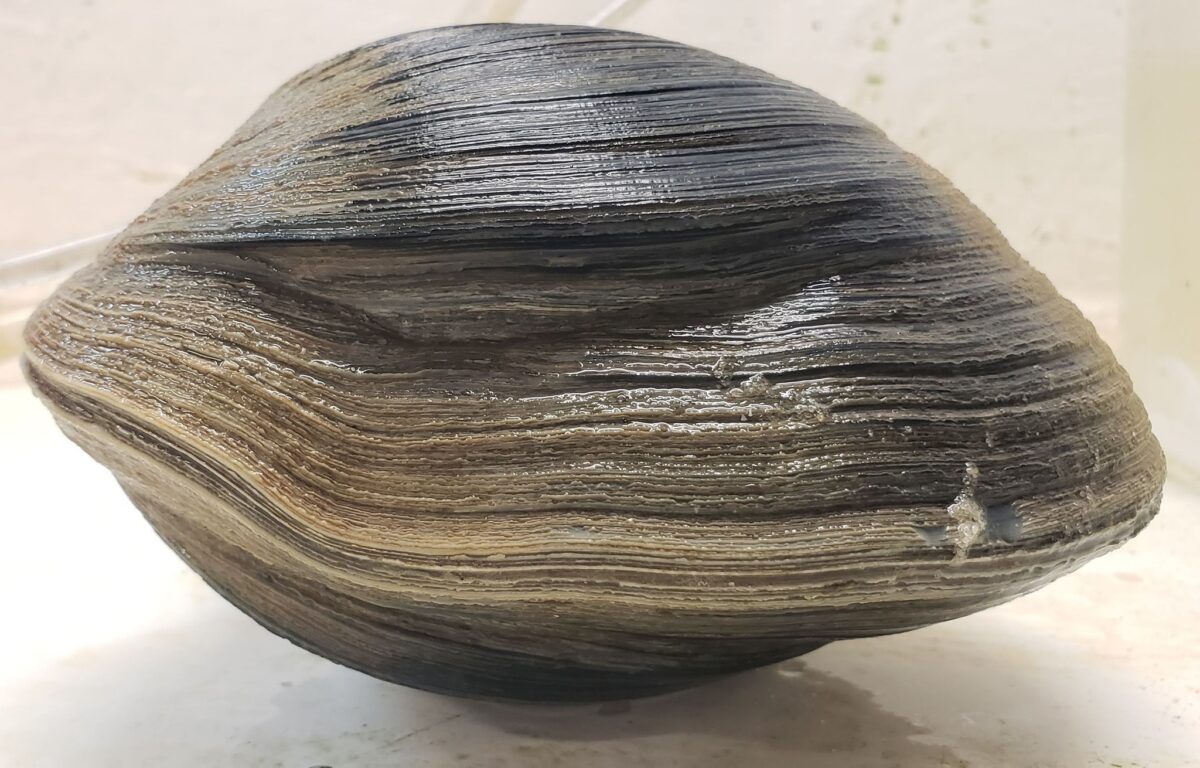 200 Year Old Giant Clam Found on St. James Island in Florida - Karmactive