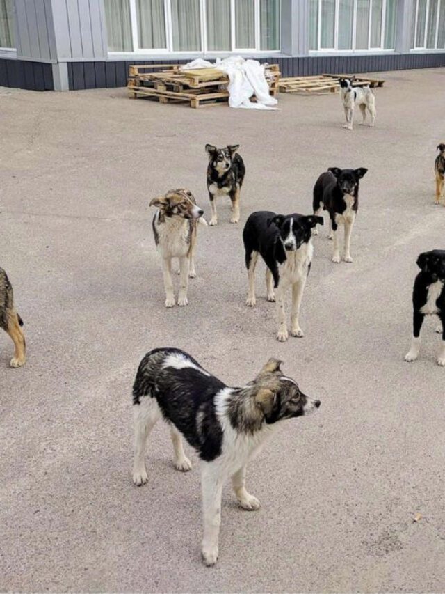 Chernobyl's Wild Dogs Give Insight Into Long-Term Radiation Exposure ...
