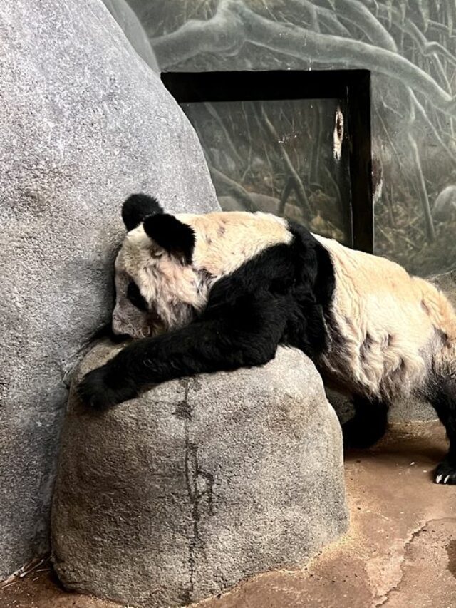 Ailing Giant Panda Ya Ya’s Health at Memphis Zoo Highlights Poor ...