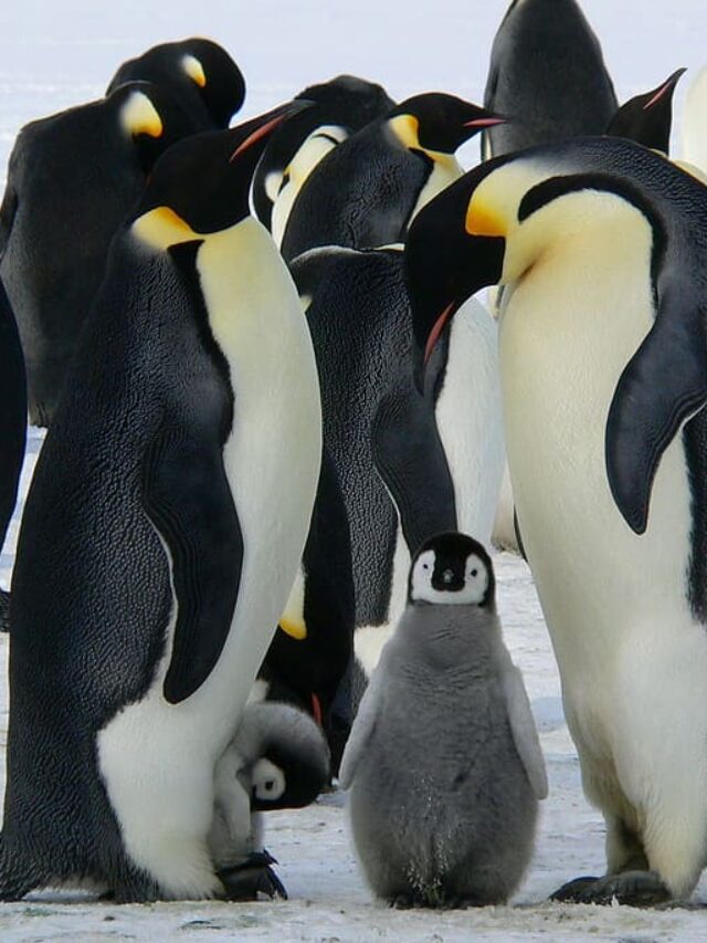 Penguins Sound the Alarm on the Hidden Dangers of Fossil Fuel Usage ...