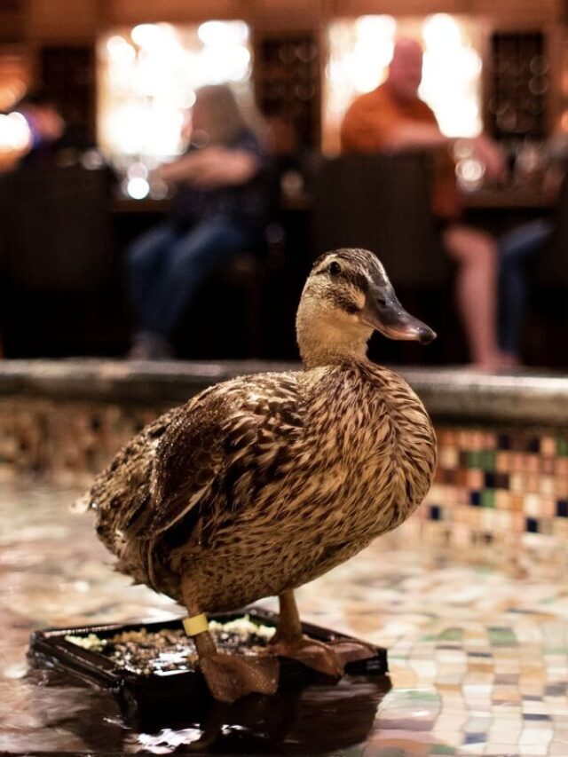 The Royal Duck Palace: A Behind-the-Scenes Look at the Peabody Memphis ...