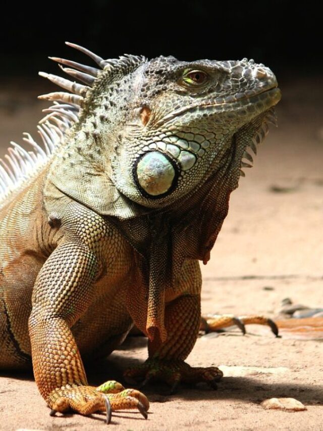 Iguana Attack in Costa Rica Leaves 4-Year-Old California Girl with Rare ...