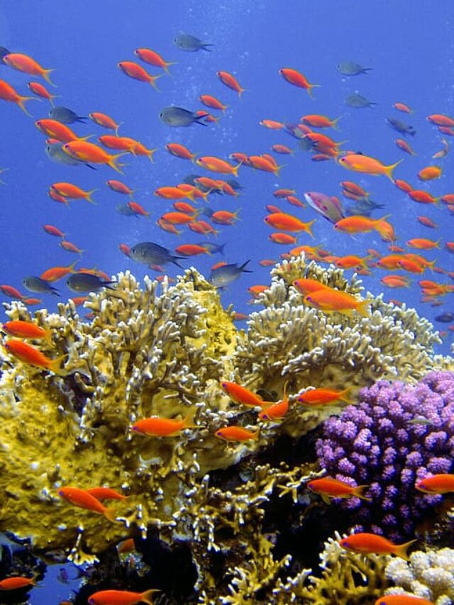 New Hope for Marine Life: The Discovery of a Pristine Coral Reef off ...