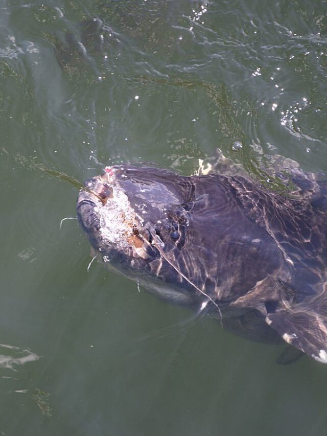 Chernobyl Giant Catfish: Exploring the Link between Radiation and ...