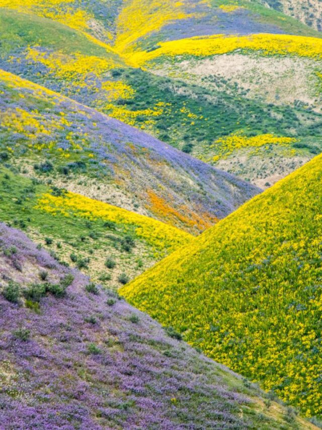Beneath the Sierra Nevada Mountains: Discovering the Vibrant ...
