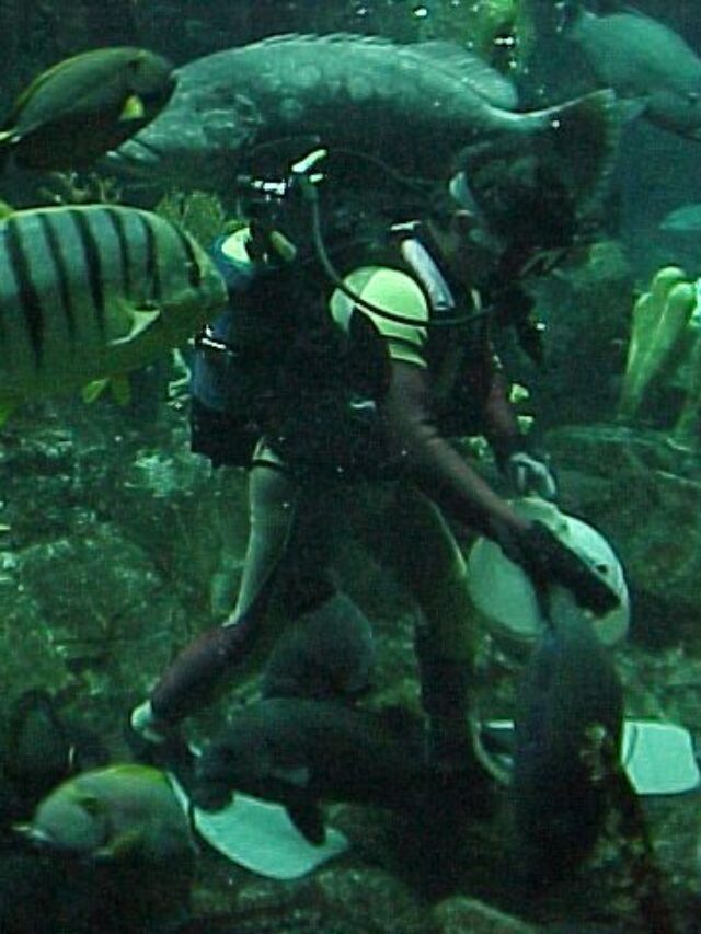 Explorers Launch Largest Ocean Census In History To Discover New Marine ...