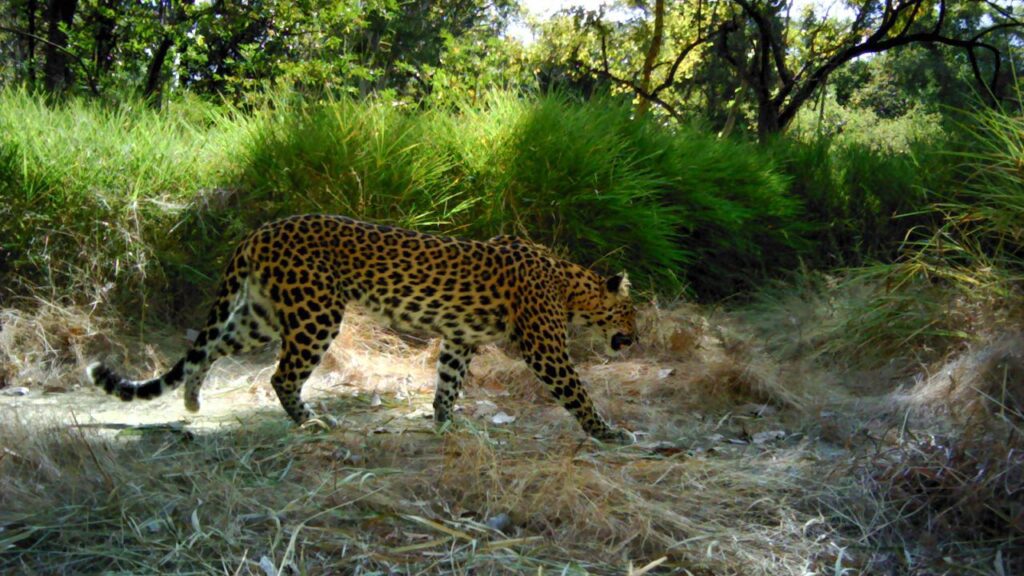 Cambodia's Indochinese Leopards Functionally Extinct Despite Years of ...