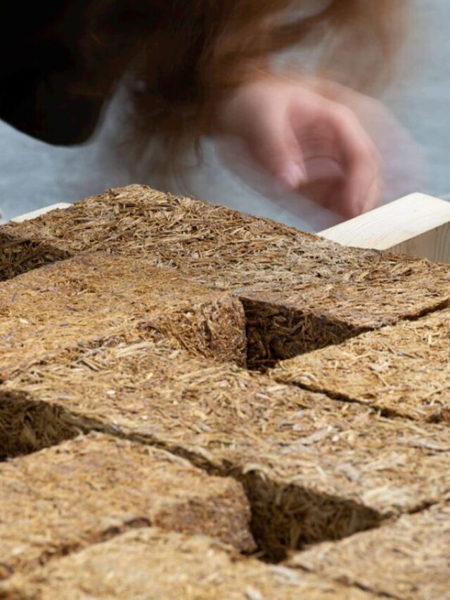 Sugarcrete's Journey from By-Product to Sustainable Wonder: Step ...
