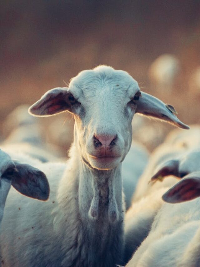 Nearly 200 Goats Starved to Death Under Darlington Couple's Care ...