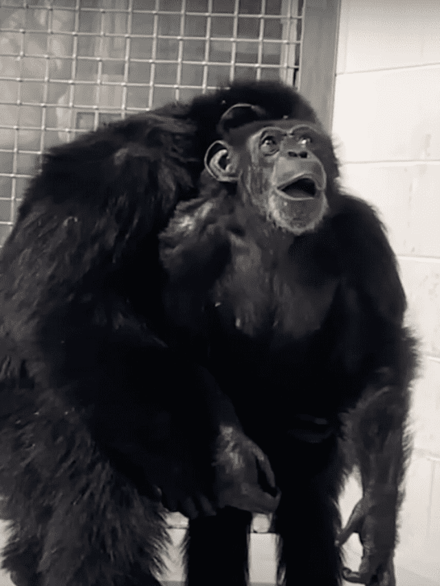 Vanilla the Chimpanzee Witnesses Open Sky for the First Time After ...
