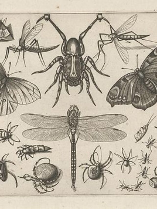 Uncovering the Menacing Reasons Behind the Crash in Global Insect ...