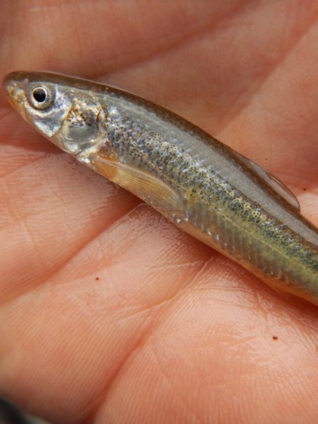 Restoring the Endangered Plains Minnow in Kansas: Fight for the ...