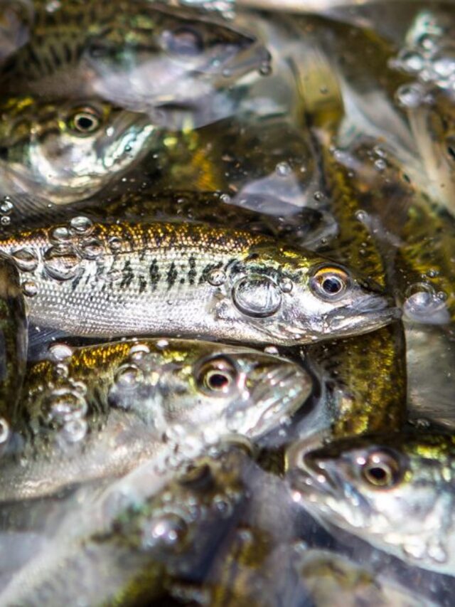 From Crossbreeding to Trophy Fishing: F1 Bass Hybrids Shaping ...