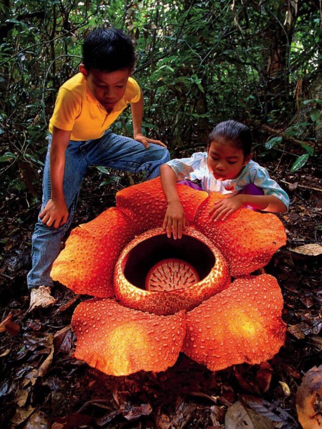 Rafflesia: The Race to Save the World's Largest Flower from Extinction ...