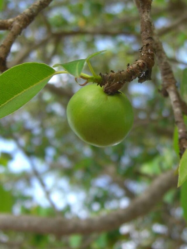 Beware the Green Apple of Death: The Toxic Reality of the Manchineel ...