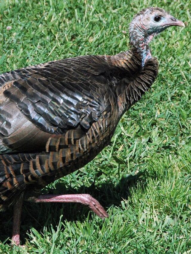 Eastern Wild Turkeys' Inflexibility Could Lead to Mismatch: A Climate ...