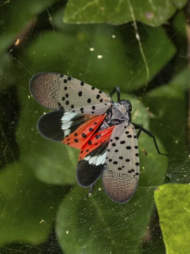 Rising Threat: Spotted Lanternfly Infestations Alarm Ohio’s ...
