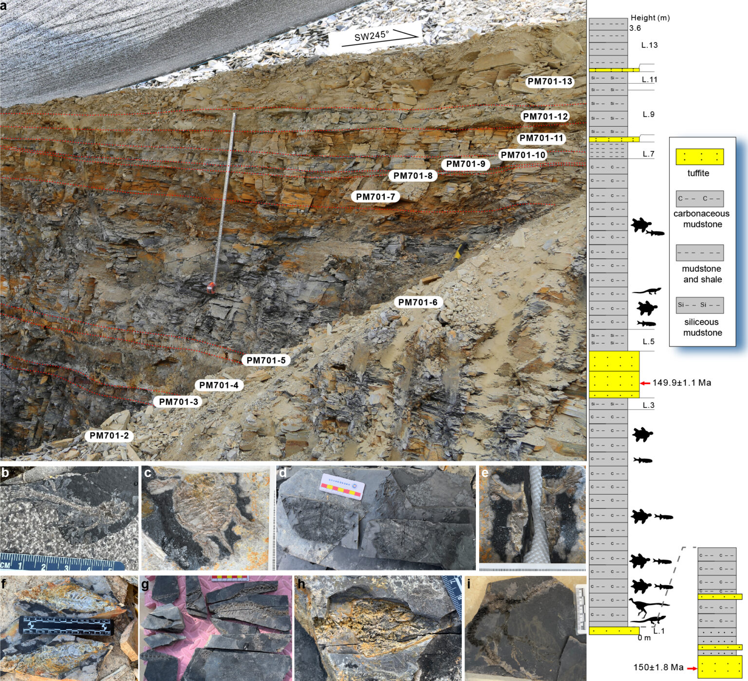 Discovering Fujianvenators: The 150-Million-Year-Old Jurassic Bird You ...