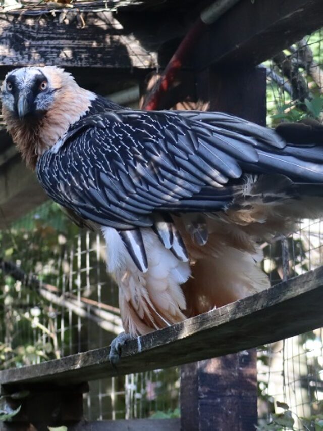 Endangered Vultures: Deciphering the Delicate Equilibrium between ...