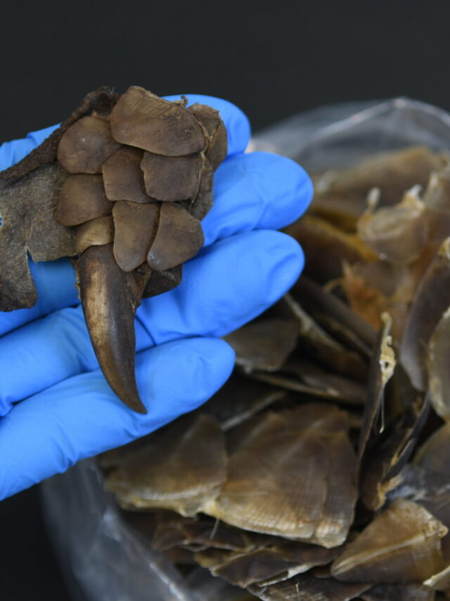 Mysterious Manis Mysteria: The Tale of the Ninth Pangolin and a Call ...