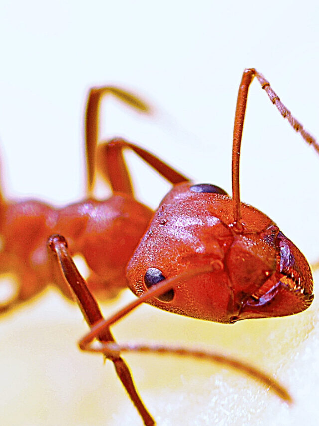Red Fire Ant Invasion: Europe's New Unwanted Guest! - Karmactive