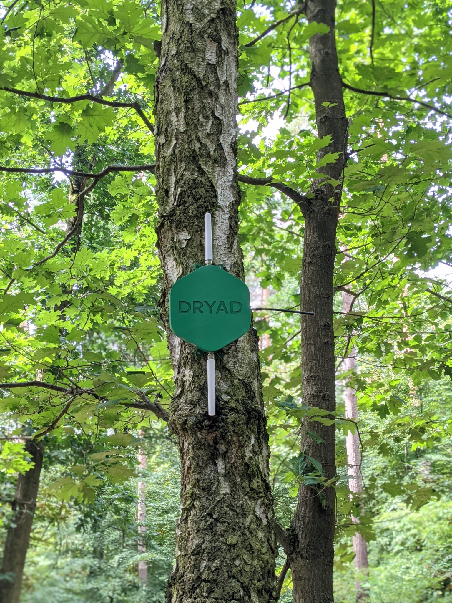 Solar-Powered AI: Dryad's Pioneering Tech Predicts Wildfire Outbreaks ...