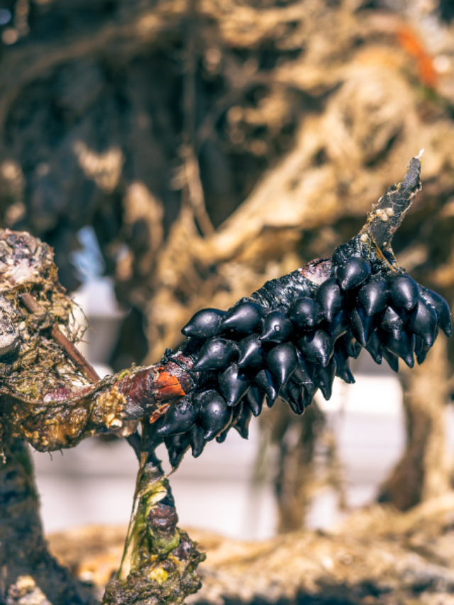 Reviving Marine Life with Pear Tree Reefs: NIOZ's Innovative Approach ...