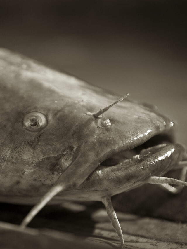 Georgia's Ogeechee River Faces a Flathead Catfish Invasion Threat! - Karmactive