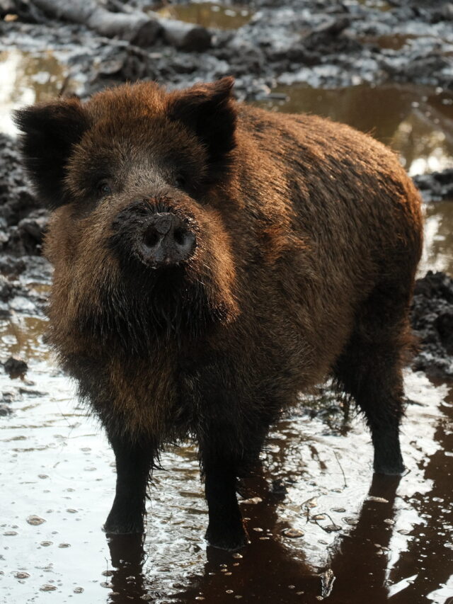 Mystery of Radioactive Wild Boars in Europe Unraveled After Decades ...