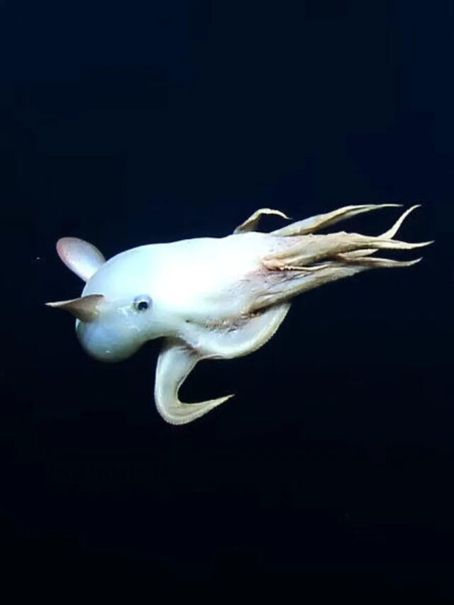 Discover the Enigmatic Dumbo Octopus, a Graceful Spectacle in Abyssal ...