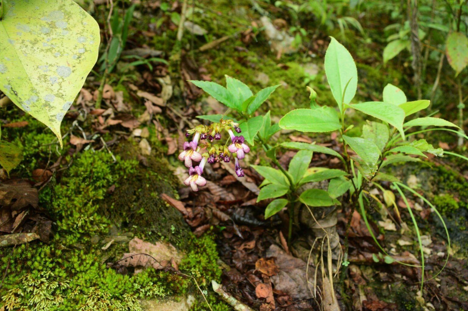 New Plant Discovery in Arunachal Pradesh: Meet the Lysionotus Ziroensis ...