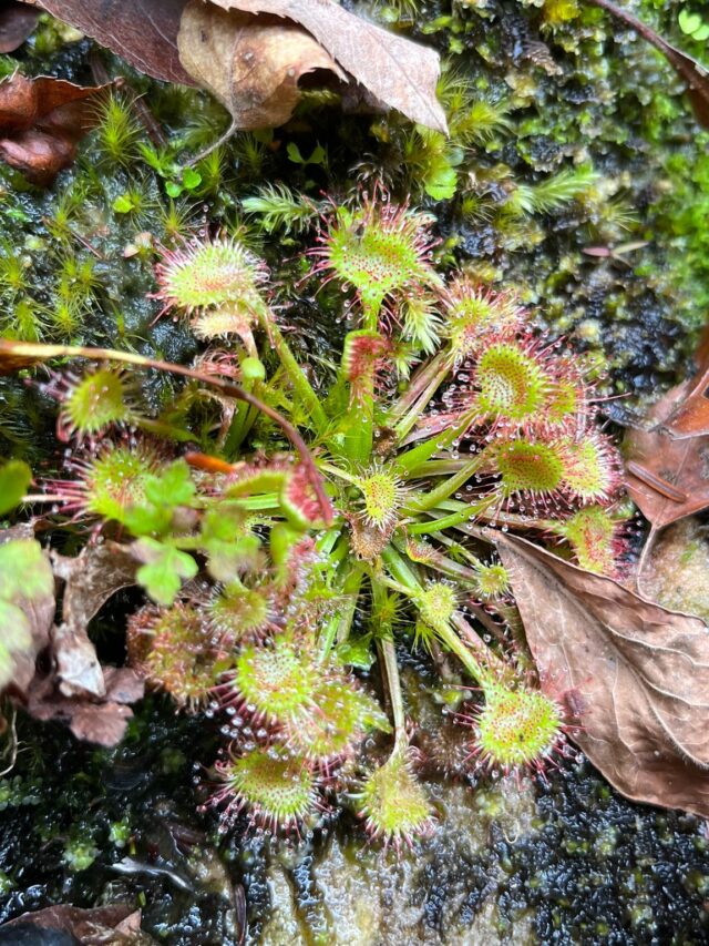 Kentucky's Latest Natural Marvel: The Carnivorous Sundew Makes Its ...