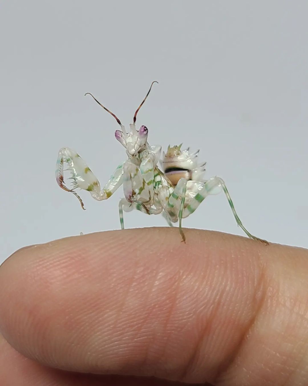 Stunning Spiny Flower Mantis in Viral Instagram Series by Insect ...