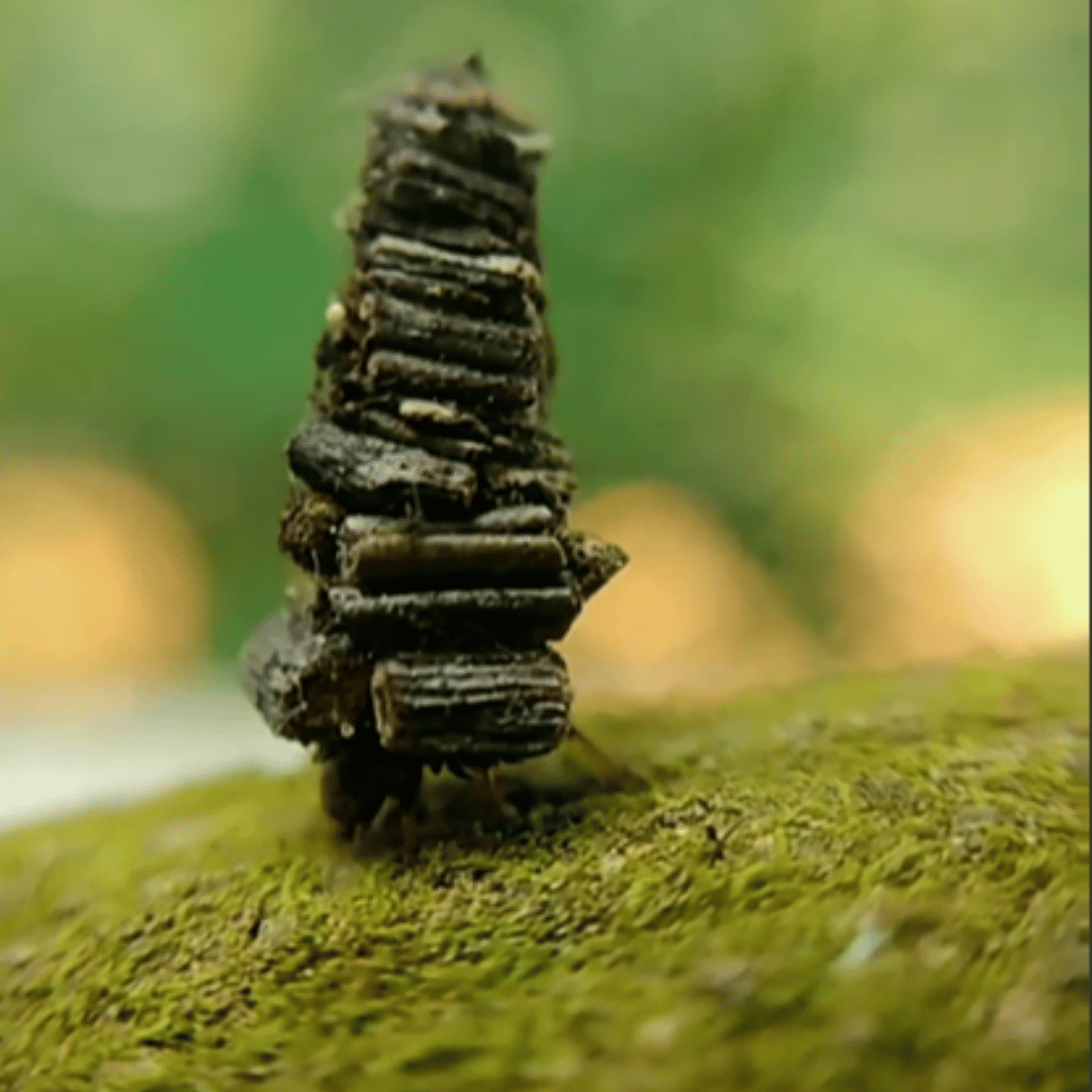 Bagworm Moths: Salih's Lens Captures the Wonders of Nature's Tiny ...