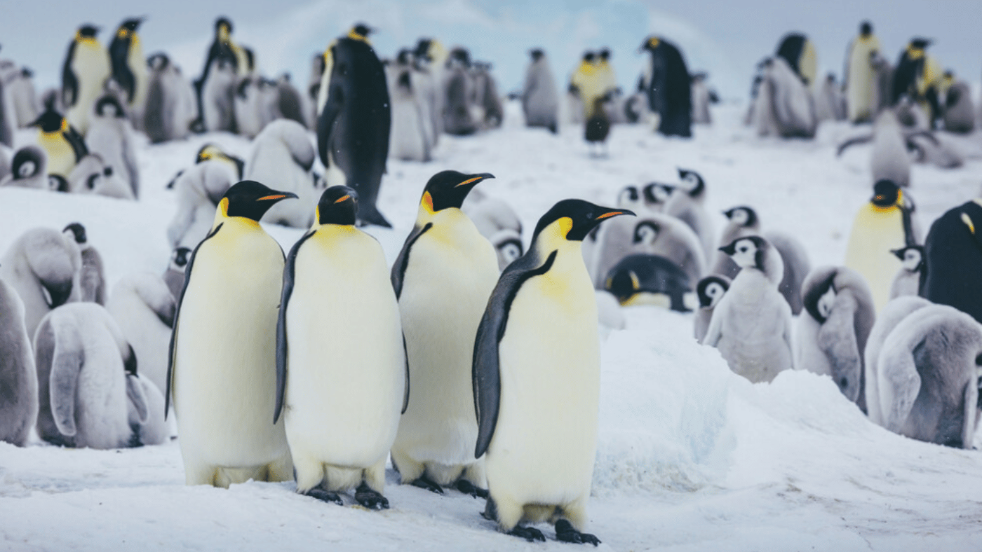 Qaruk Expeditions' Snow Hill Island Landing: A New Chapter in Antarctic ...