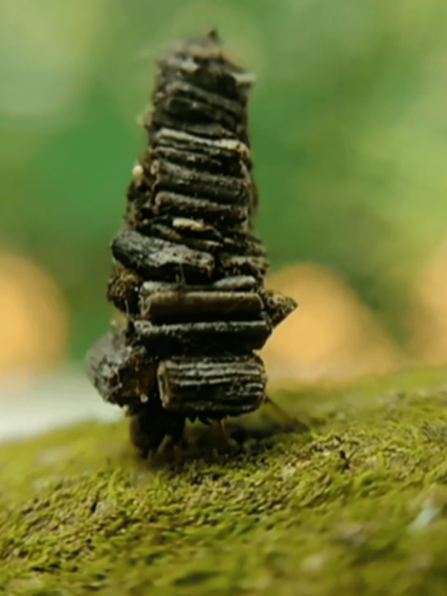 Bagworm Moths: Salih's Lens Captures the Wonders of Nature's Tiny ...