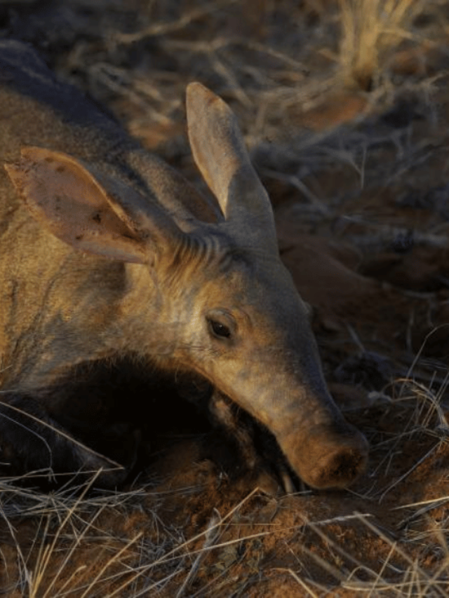 Aardvark Poop Reveals Climate Change Clues: OSU Scientists' Unique ...