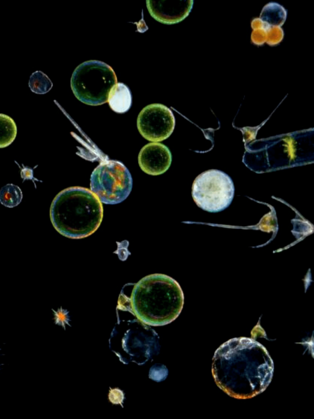 Climate's Invisible Underwater Impact: How Oceans' Microbes Shape Our ...