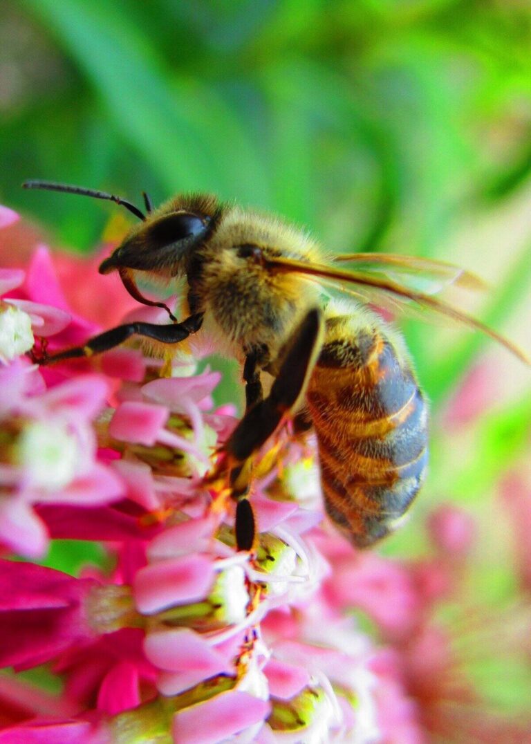 World Bee Day Highlights Youth Engagement and Record 3.8 Million Honey ...