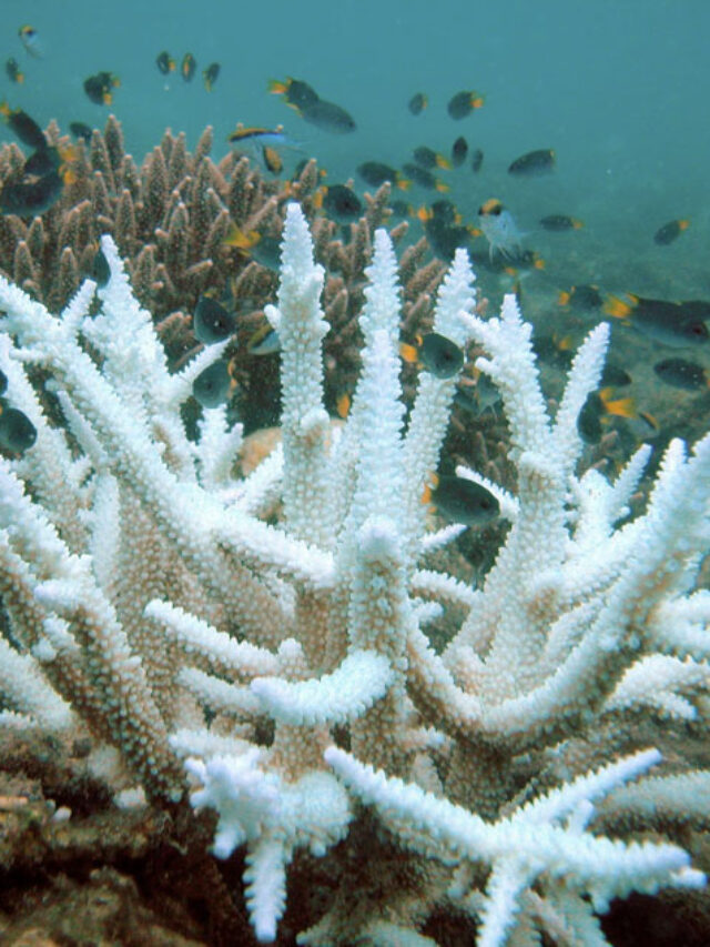 Coral Reefs in Crisis: 60% Affected by Bleaching in Record Heat – Is ...