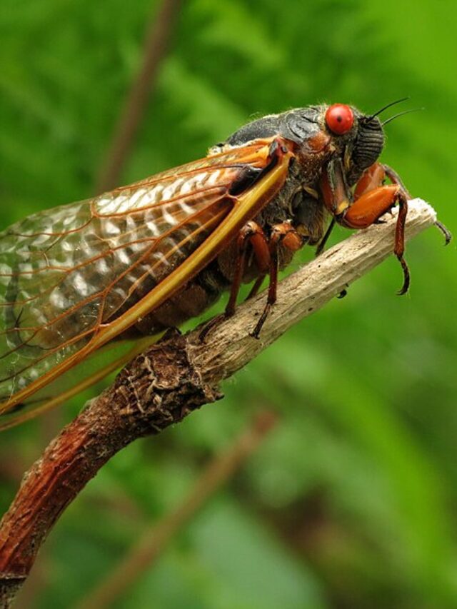 Chicago Braces for 1.5 Million Cicadas Per Acre in Historic 17-Year ...