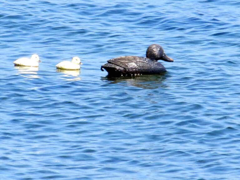 A Revolutionary Sponge for Oil Spill Cleanup in Frigid Waters: Discover ...
