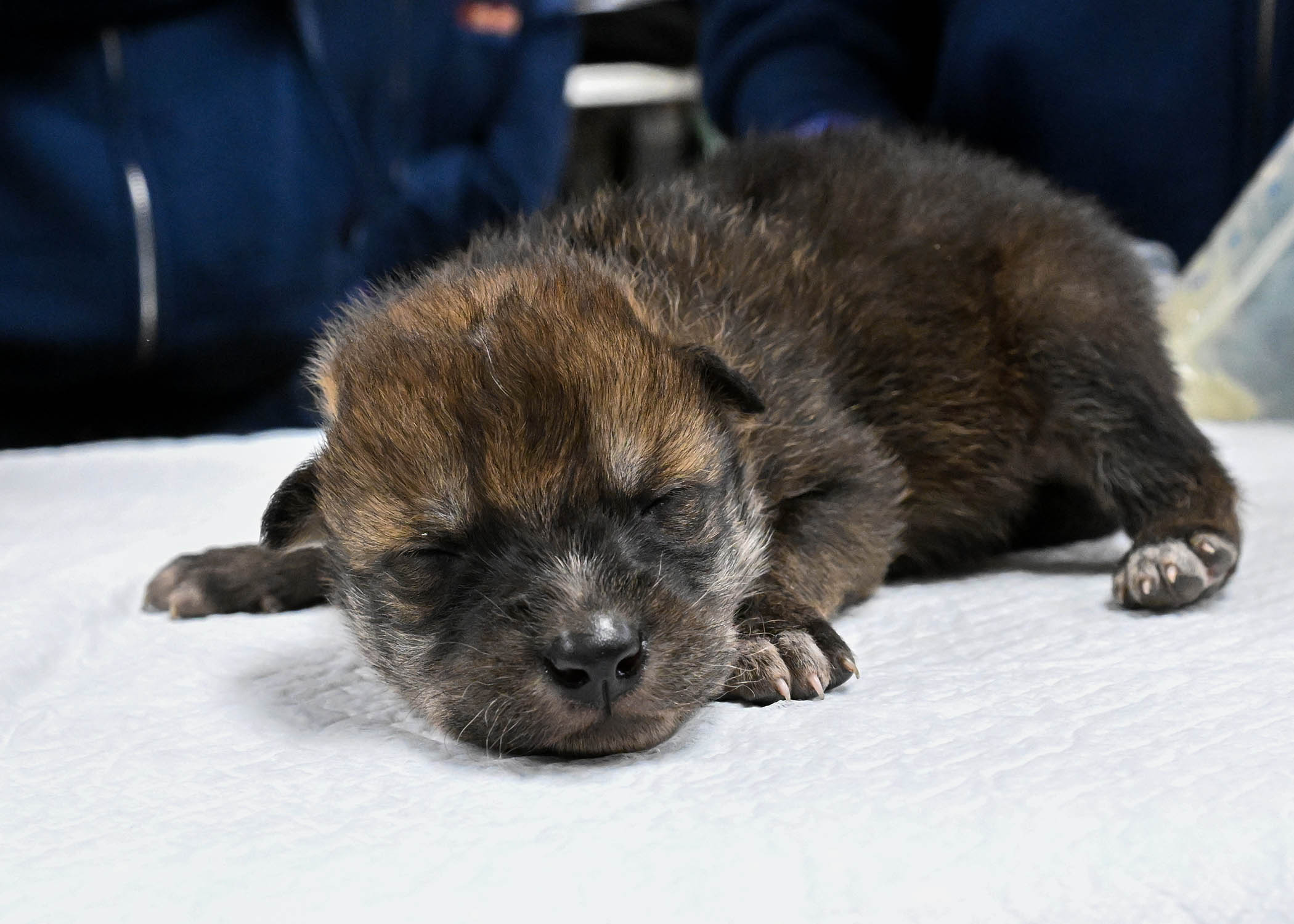 Brookfield Zoo's New Born Mexican Wolf Pups Soar to New Homes: How ...