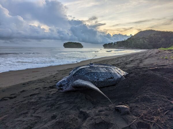 Leatherback Turtle's Record Dive Reaches 4,409 Feet, Exceeding ...